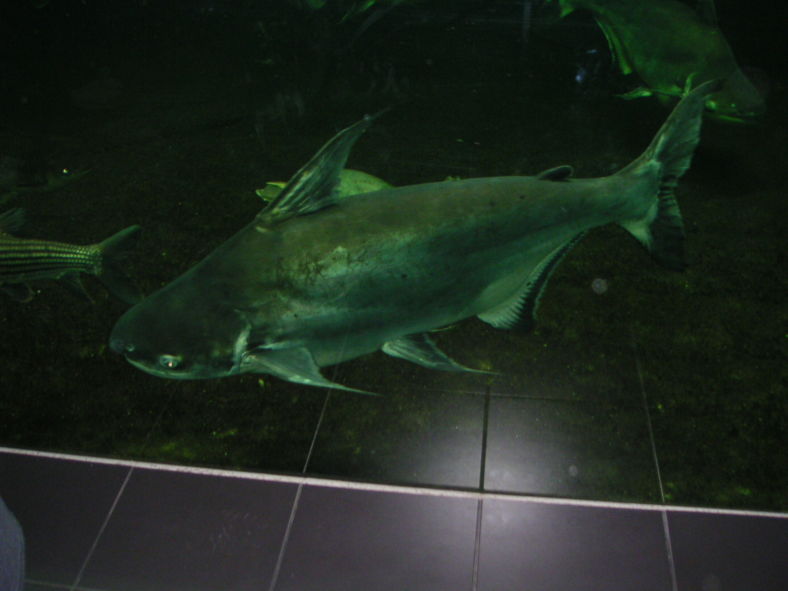 Der Riesenwels Pangasianodon sanitwongsei | Bestiarium