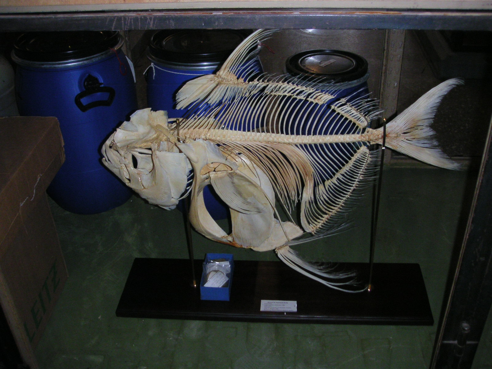 Bild des Tages: Gotteslachs-Skelett | Bestiarium