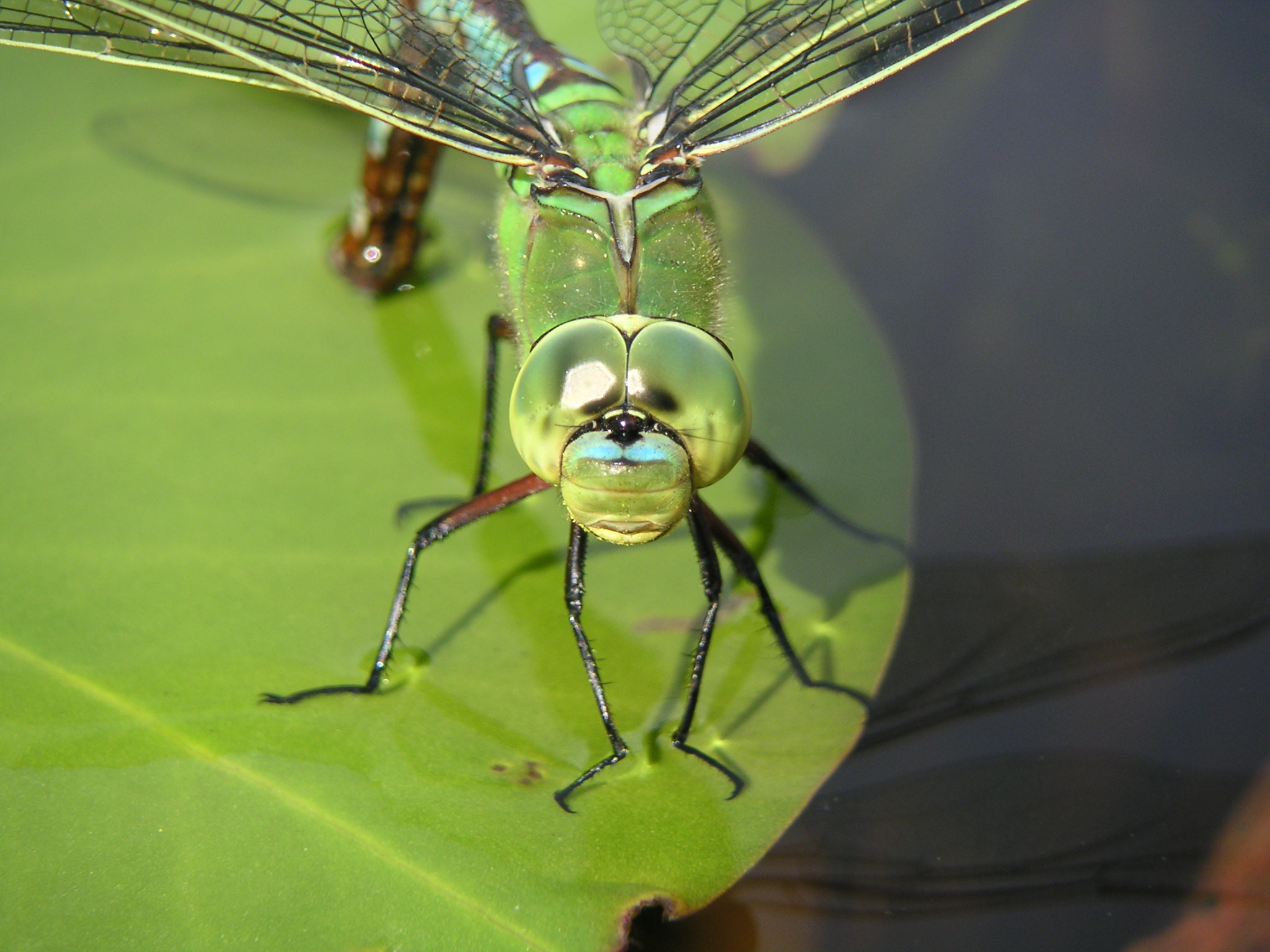 Großlibelle beim Ablegen von Eiern | Bestiarium
