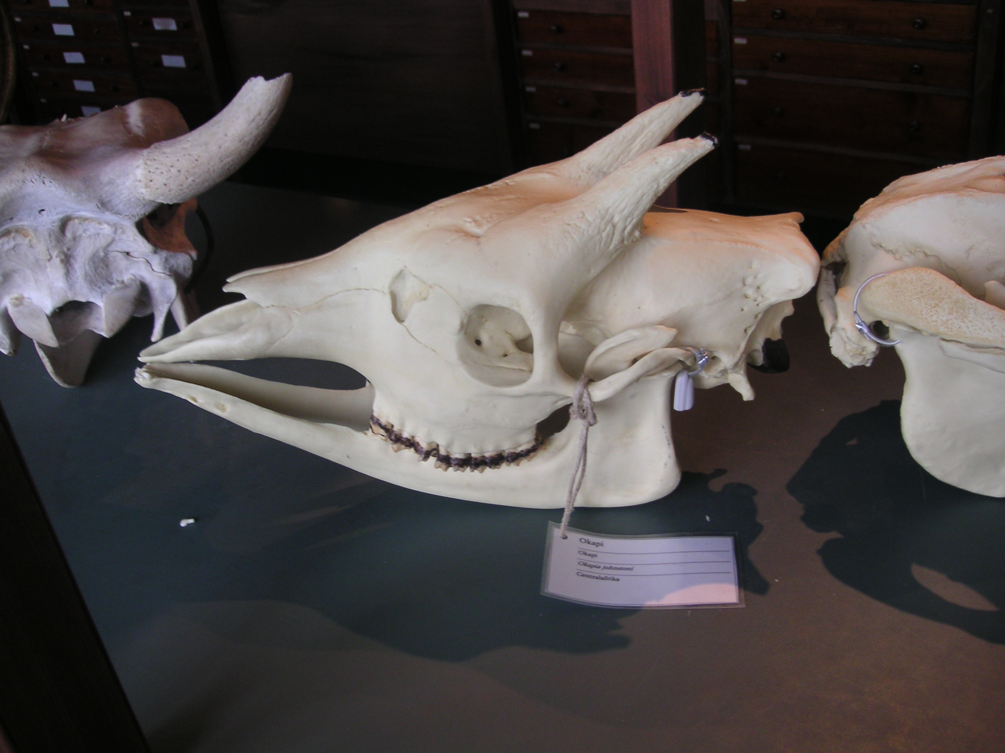 Bilder des Tages: Okapi-Schädel | Bestiarium