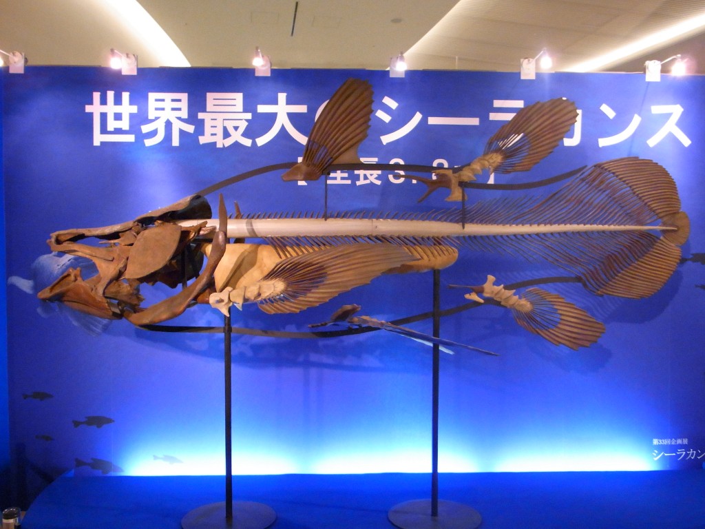 Fossile Riesenfische Teil 3: Der Riesenquastenflosser Mawsonia | Bestiarium