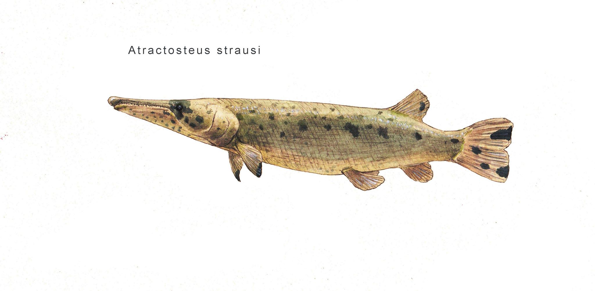 Atractosteus straussi Rekonstruktion von Joschua Knüppe | Bestiarium