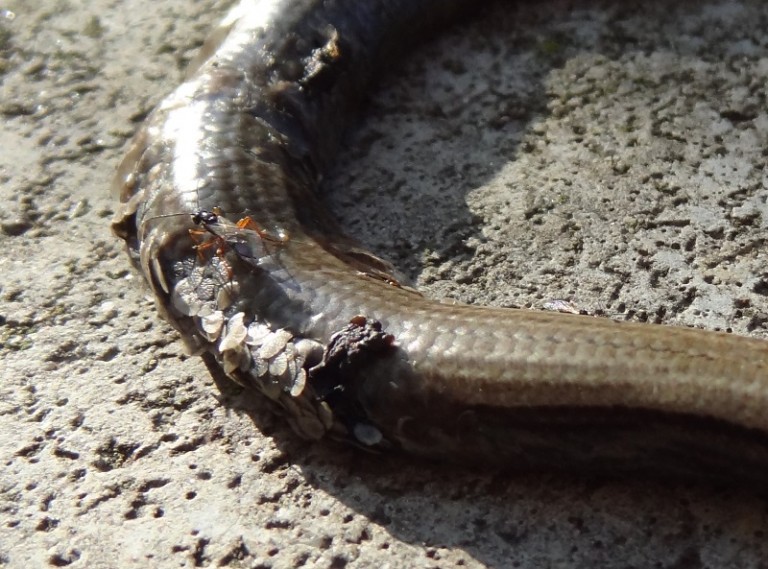 A tiny lindworm with huge hidden teeth and bone-armoured skin – The ...
