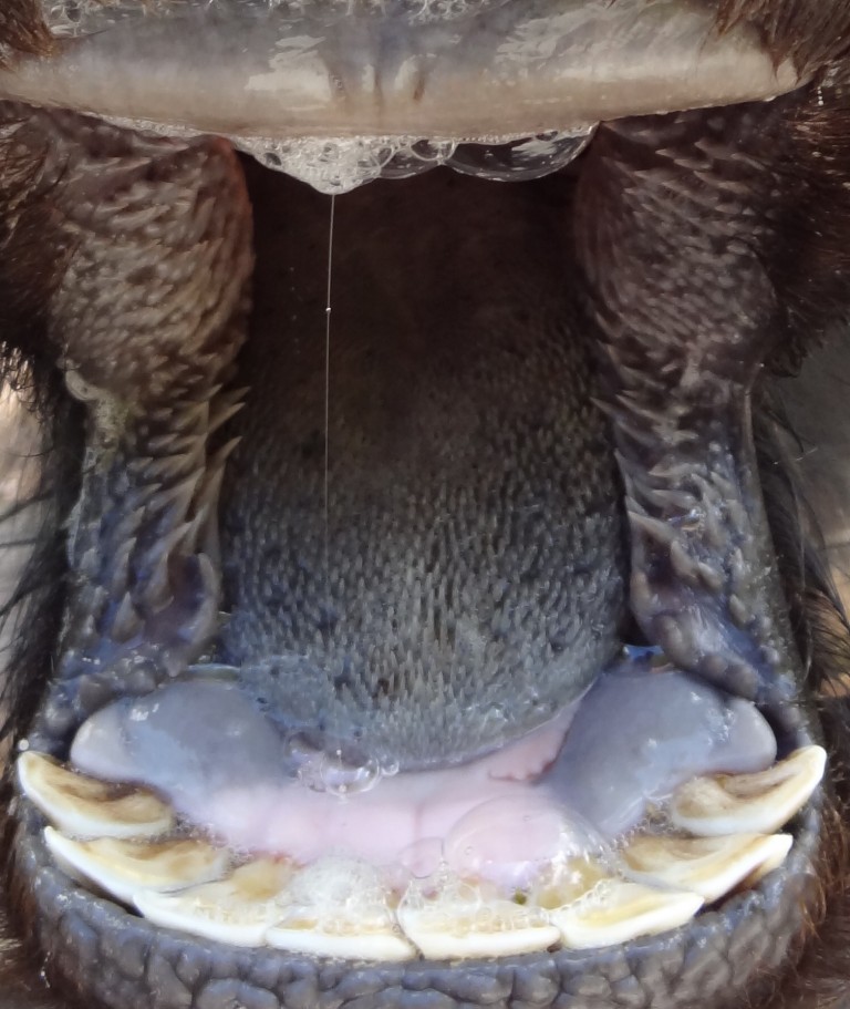 The oral oddities of ruminants | Bestiarium