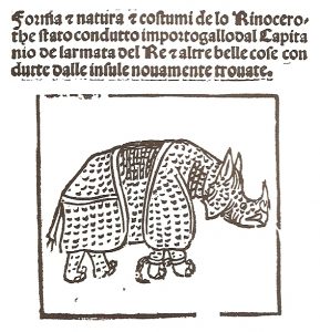The shoulder horn of Dürer´s marvelous Rhinocerus – revealing a 501 ...