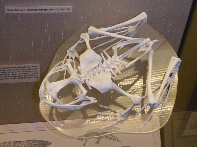 Photo of the day: Goliath frog skeleton | Bestiarium