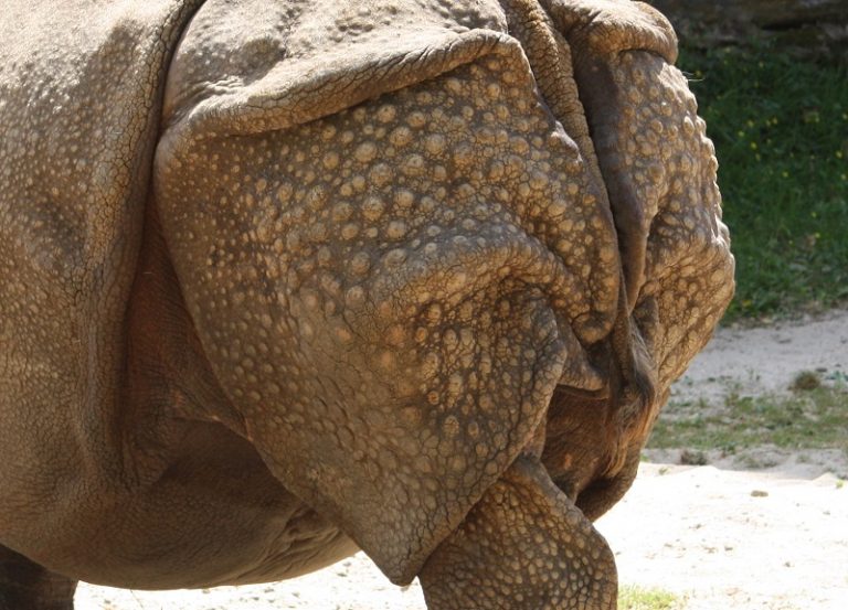 The shoulder horn of Dürer´s marvelous Rhinocerus – revealing a 501 ...