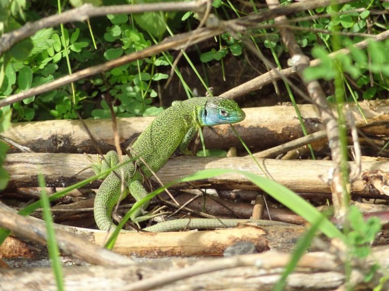More green lizards: Blue-headed males and tiny juveniles | Bestiarium