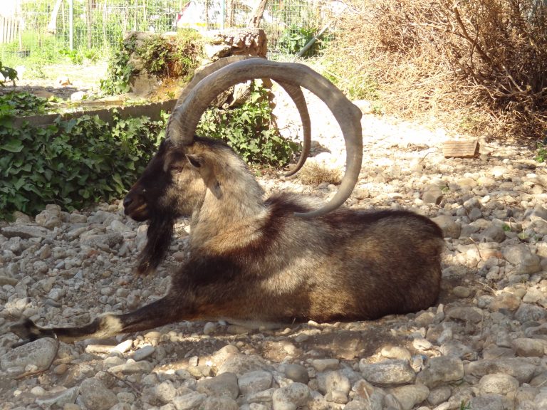 The kri-kri – a relict feral goat from the stone age of Crete | Bestiarium