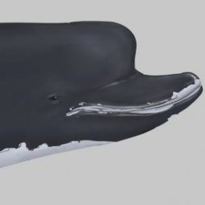 Acrophyseter robustus – a new macropredatory killer sperm whale ...