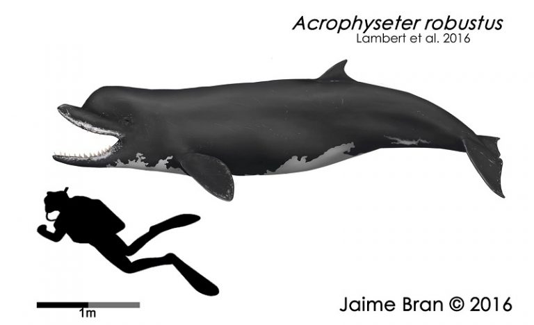 Acrophyseter robustus – a new macropredatory killer sperm whale ...