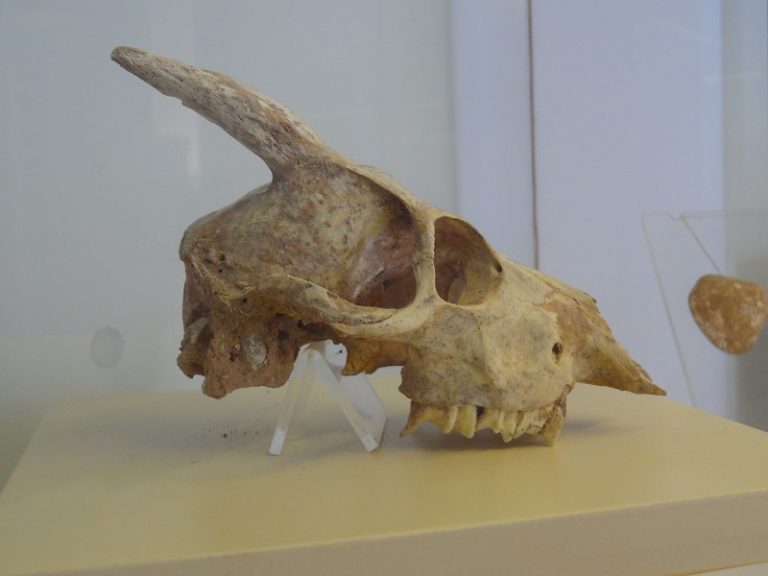 Myotragus balearicus – an extinct goat with anthropomorphic face and ...