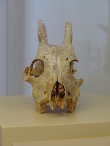 Myotragus balearicus – an extinct goat with anthropomorphic face and ...