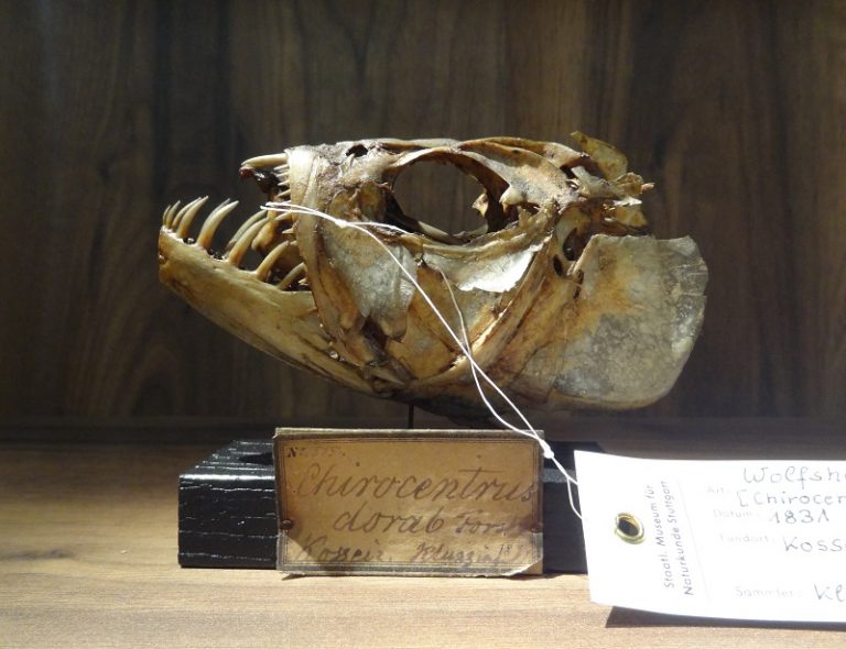 A herring in the wolf´s clothing | Bestiarium