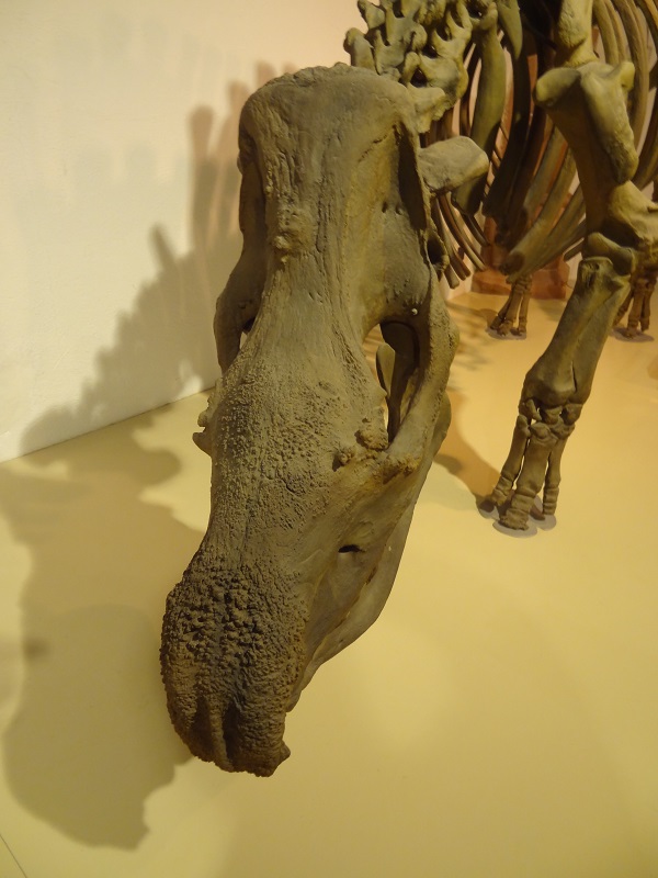 Fossil of the day: Gnarly wooly rhino skull | Bestiarium