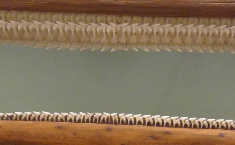 Curiosity of the Day: Inuit tools made from Greenland shark teeth ...