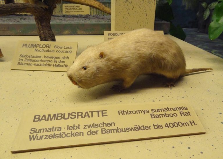 Photo of the Day: Sumatran Rat | Bestiarium