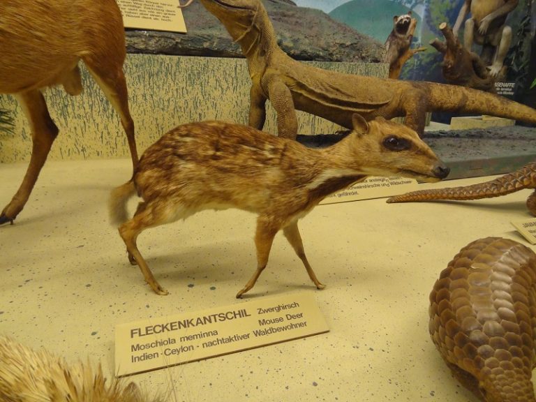 Photo of the Day: Sri Lankan Spotted Chevrotain | Bestiarium