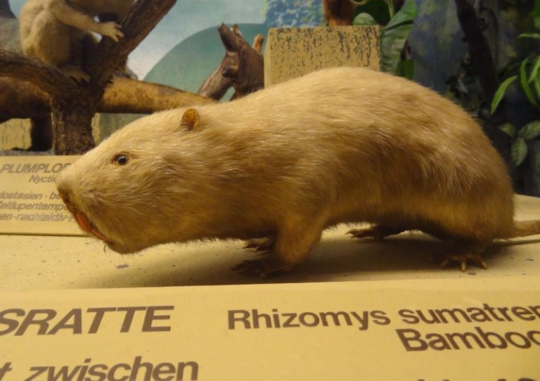 Photo of the Day: Sumatran Rat | Bestiarium