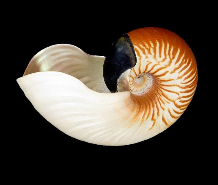 The amazing Nautilid Diversity of the Post-Cretaceous Seas | Bestiarium