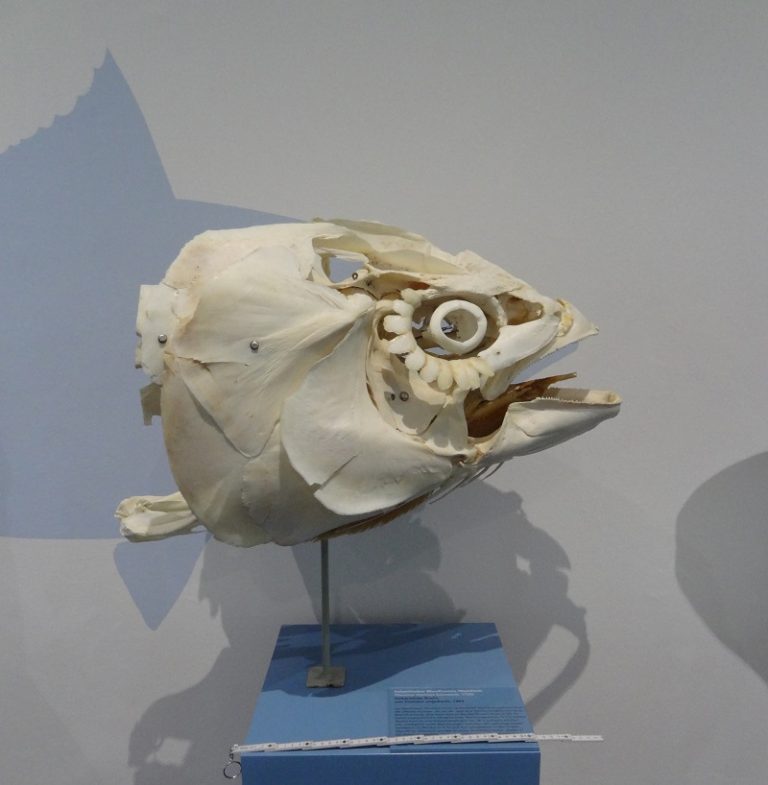 When Giant Tunas roamed the Baltic Sea | Bestiarium