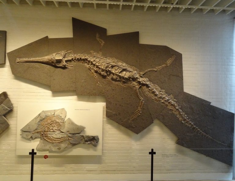 A Steneosaurus leg with fossilized skin | Bestiarium