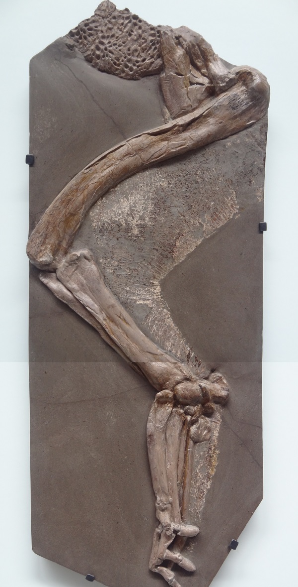 A Steneosaurus leg with fossilized skin | Bestiarium