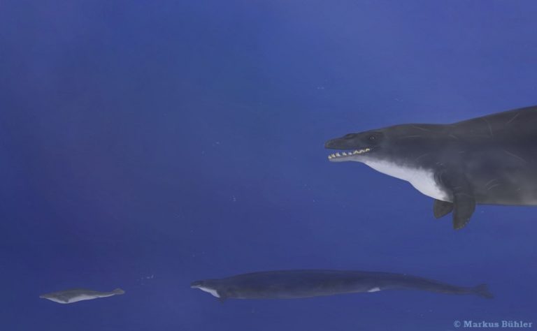 Reconstructing Basilosaurus, the cetacean Sea Serpent | Bestiarium