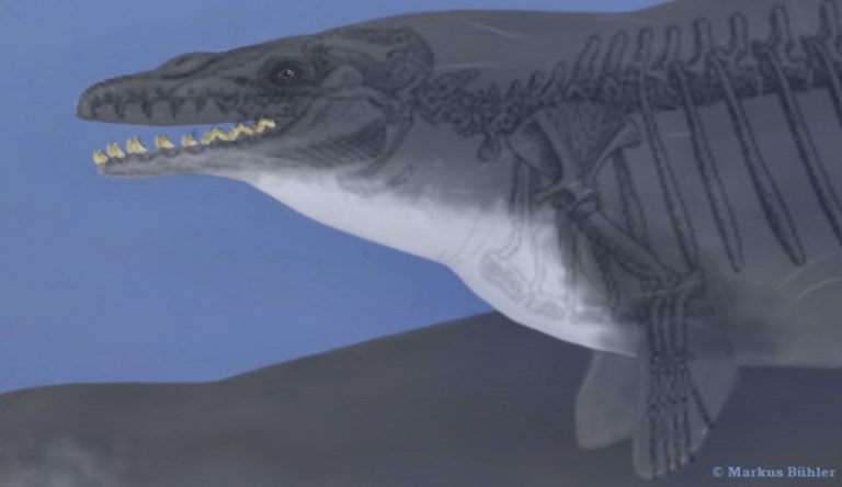 Reconstructing Basilosaurus, the cetacean Sea Serpent | Bestiarium