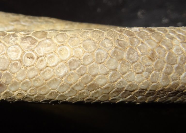 Of shields, plates and spikes – the complex scale patterns of ostrich ...