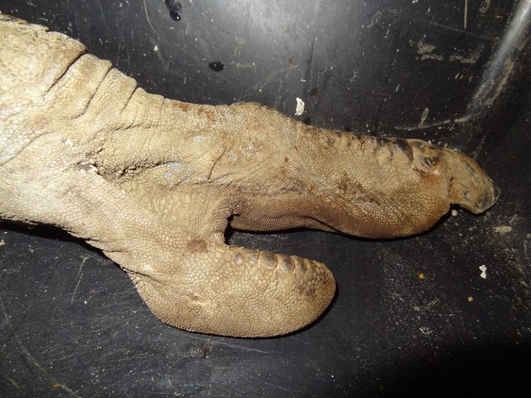 Of shields, plates and spikes – the complex scale patterns of ostrich ...