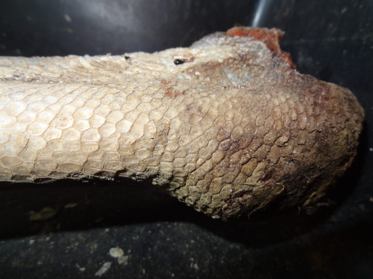 Of shields, plates and spikes – the complex scale patterns of ostrich ...