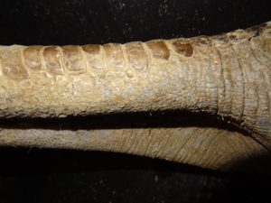 Bestiarium | Fantastisches aus Biologie, Paläontologie und Natur | Seite 3