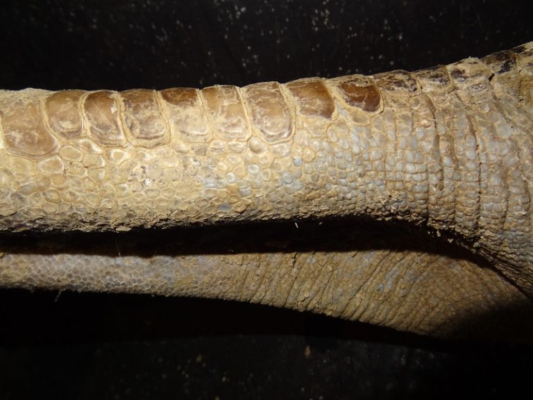 Of shields, plates and spikes – the complex scale patterns of ostrich ...