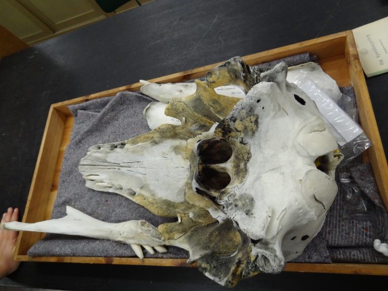 A bizarre narwhal x beluga hybrid from Greenland – how I reconstructed ...