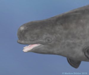 Bestiarium | Fantastisches aus Biologie, Paläontologie und Natur | Seite 2