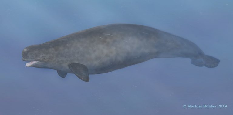 A bizarre narwhal x beluga hybrid from Greenland – how I reconstructed ...
