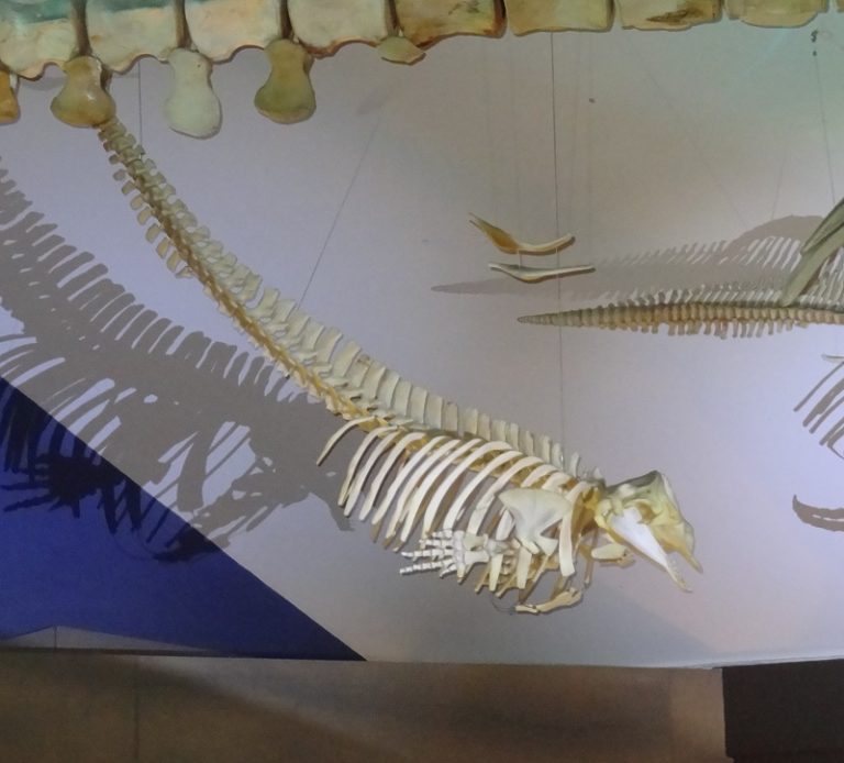 Bestiarium | Fantastisches aus Biologie, Paläontologie und Natur | Seite 2