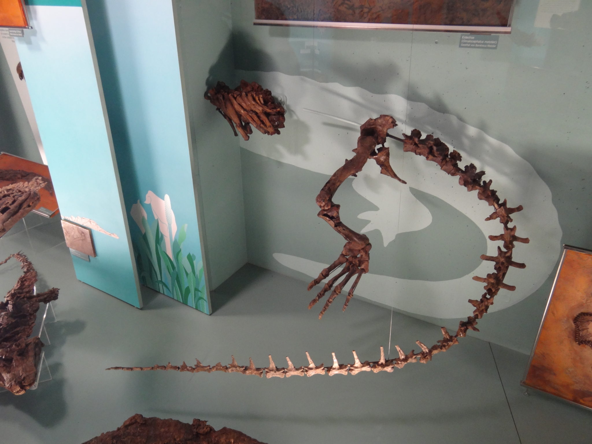Fossil treasures of Messel Pit part II: Crocs and gators | Bestiarium