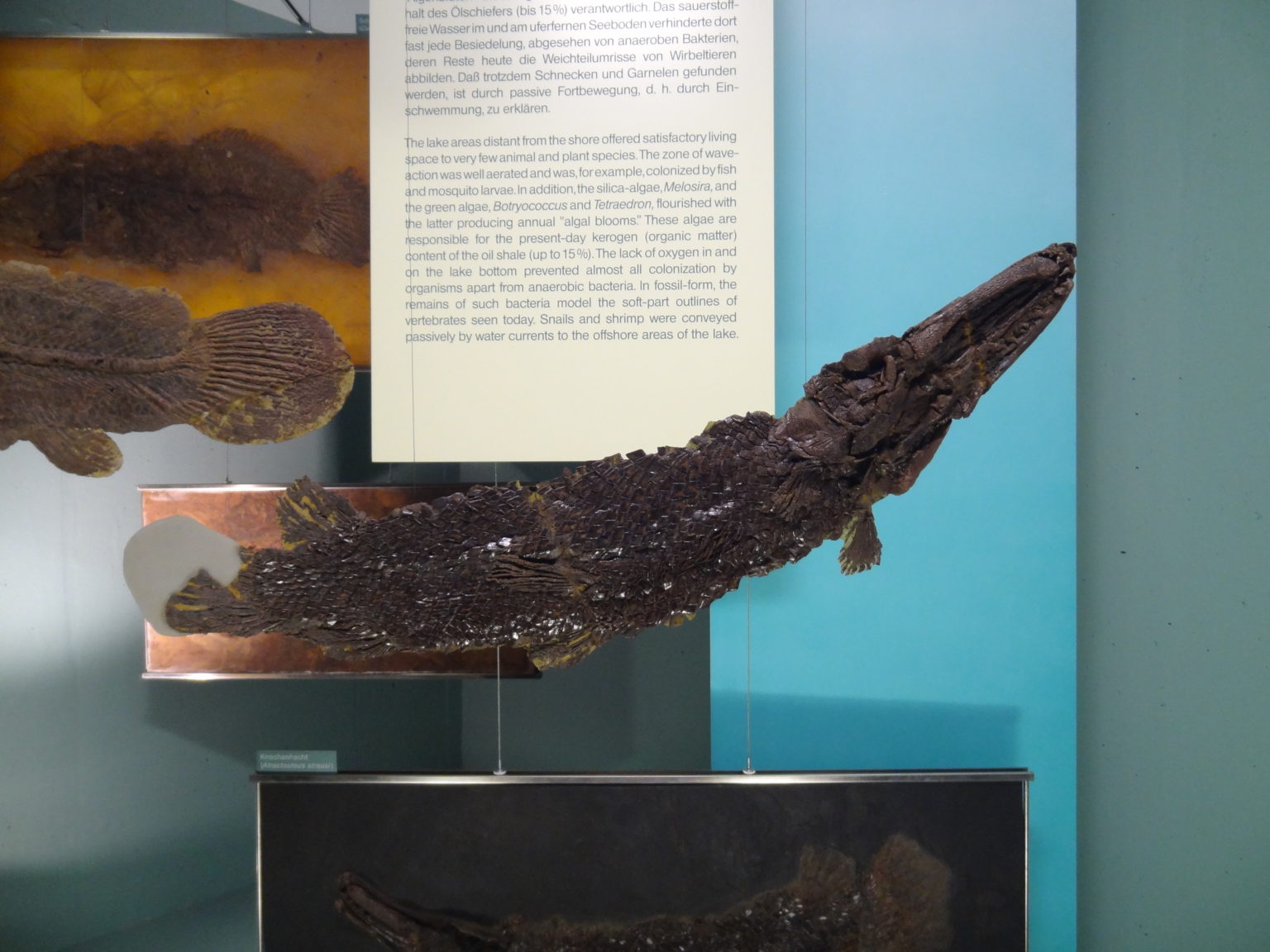 Bestiarium | Fantastisches aus Biologie, Paläontologie und Natur | Seite 2