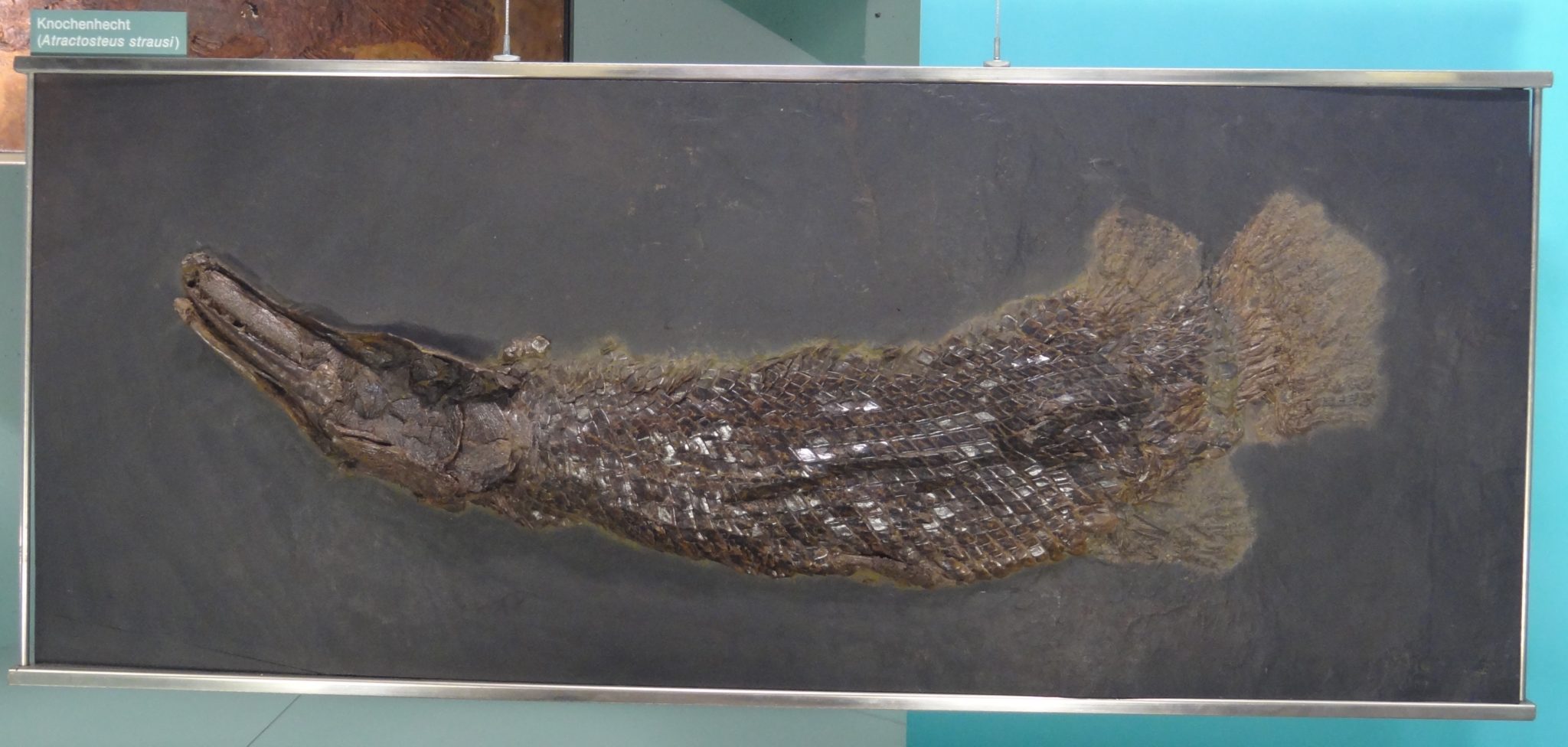 Fossil treasures of Messel pit part I: Fish | Bestiarium