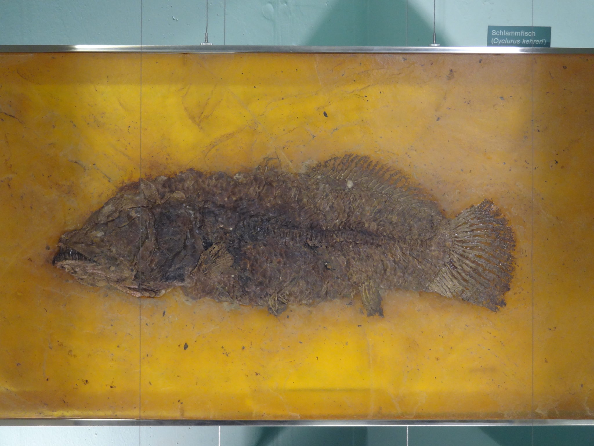 Bestiarium | Fantastisches aus Biologie, Paläontologie und Natur | Seite 2