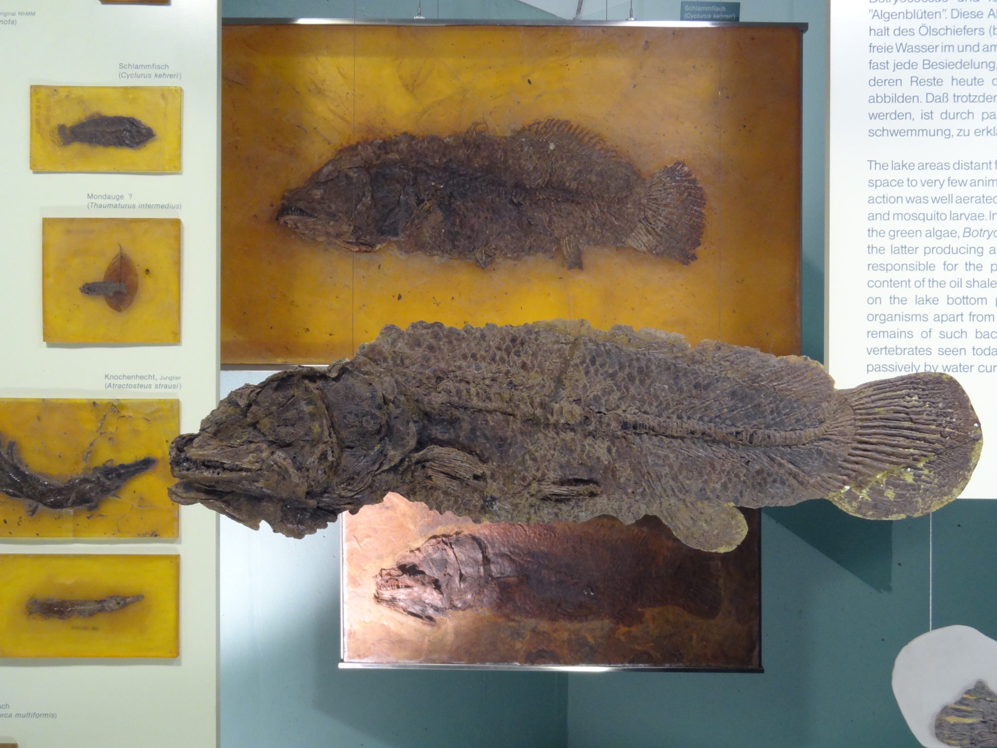 Bestiarium | Fantastisches aus Biologie, Paläontologie und Natur | Seite 2