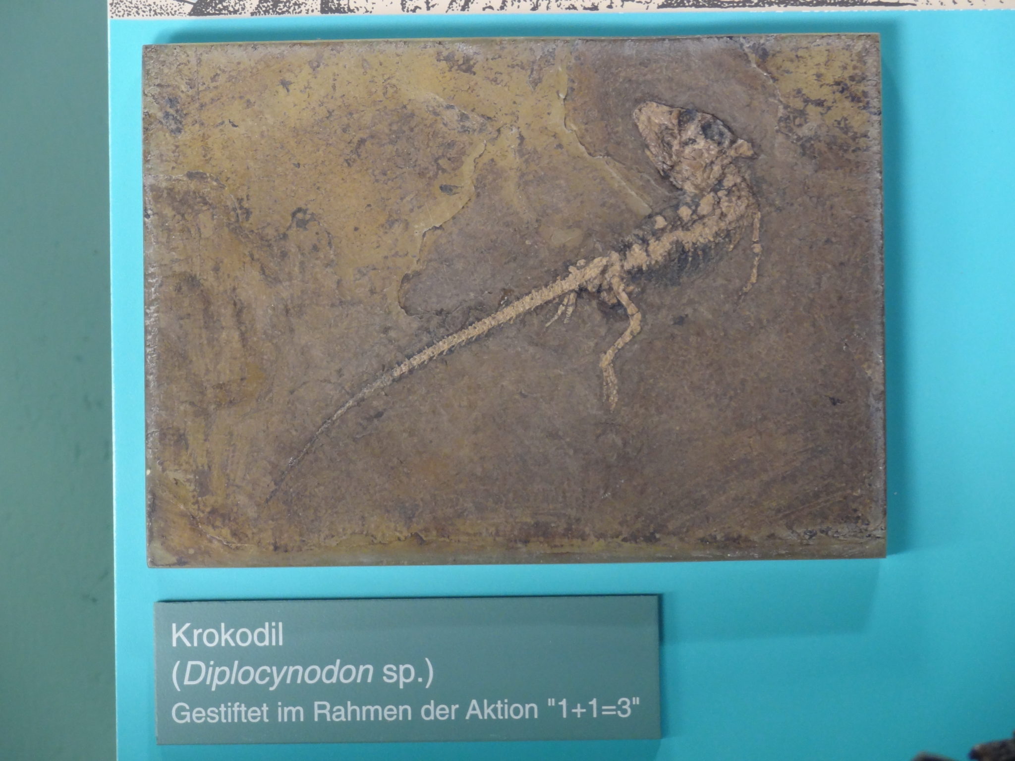Fossil treasures of Messel Pit part II: Crocs and gators | Bestiarium