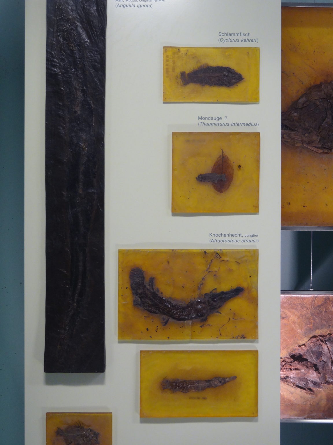 Bestiarium | Fantastisches aus Biologie, Paläontologie und Natur | Seite 2