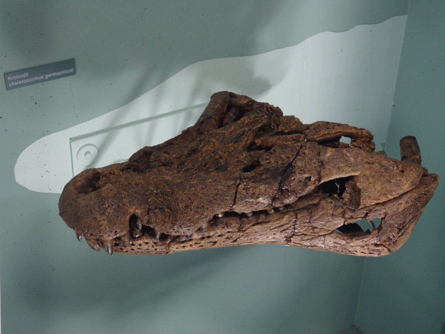 Fossil treasures of Messel Pit part II: Crocs and gators | Bestiarium
