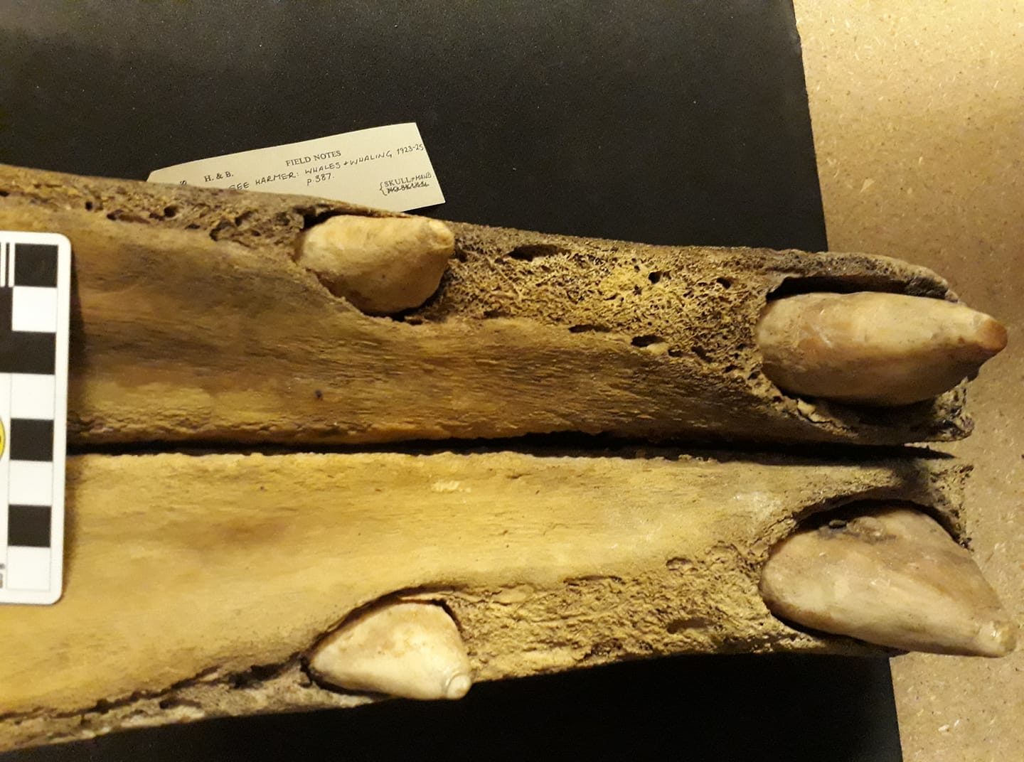 Berardius, the bus-sized deep sea predator with barnacle covered battle ...