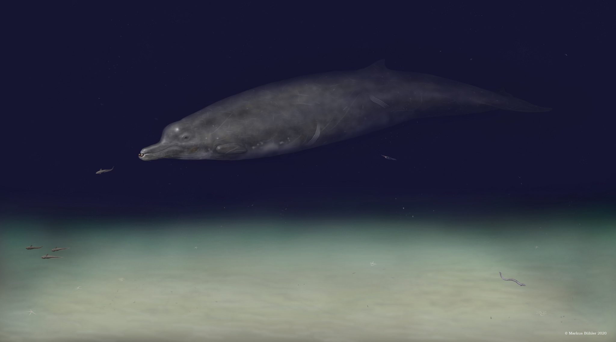 Berardius, the bus-sized deep sea predator with barnacle covered battle ...