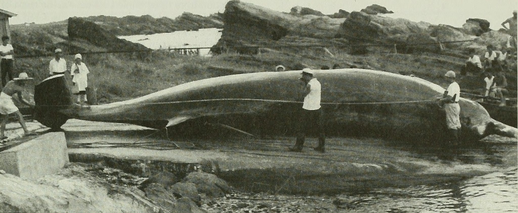 Berardius, the bus-sized deep sea predator with barnacle covered battle ...