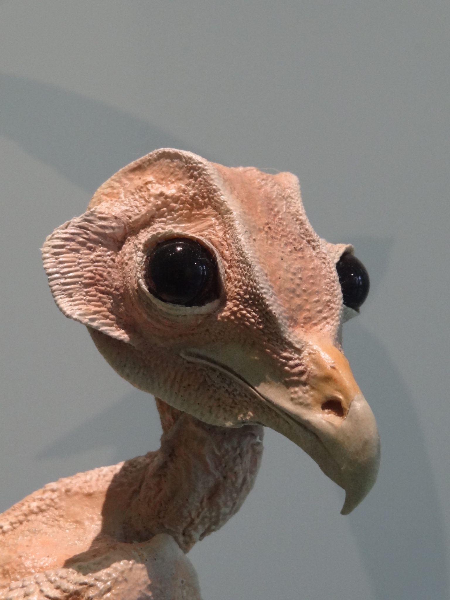 The Nightmare Look of Naked Owls – how Feathers Conceal a Bird´s True ...